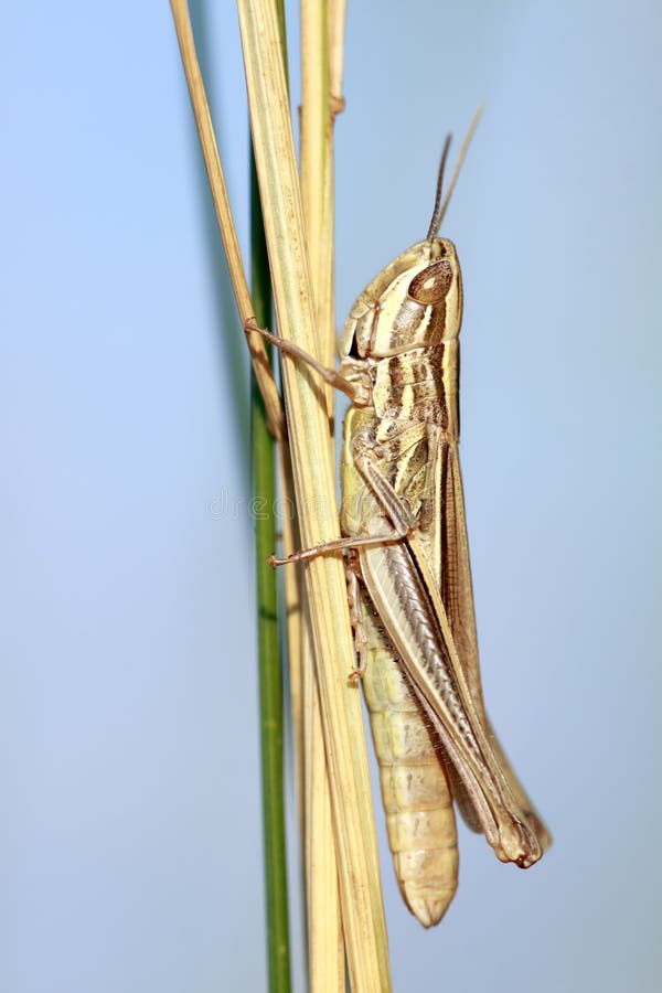 Grasshopper stock photo. Image of grasshopper, creature - 21101608