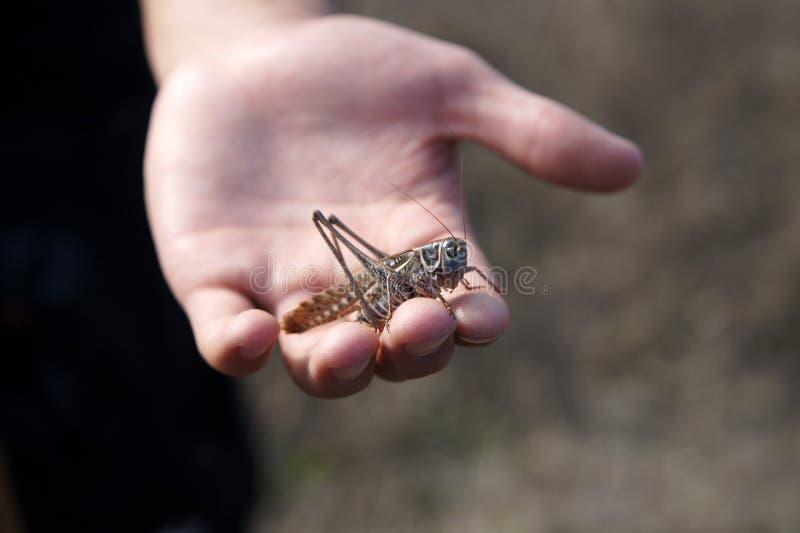 Grasshopper in fall garden stock image. Image of green - 77590055