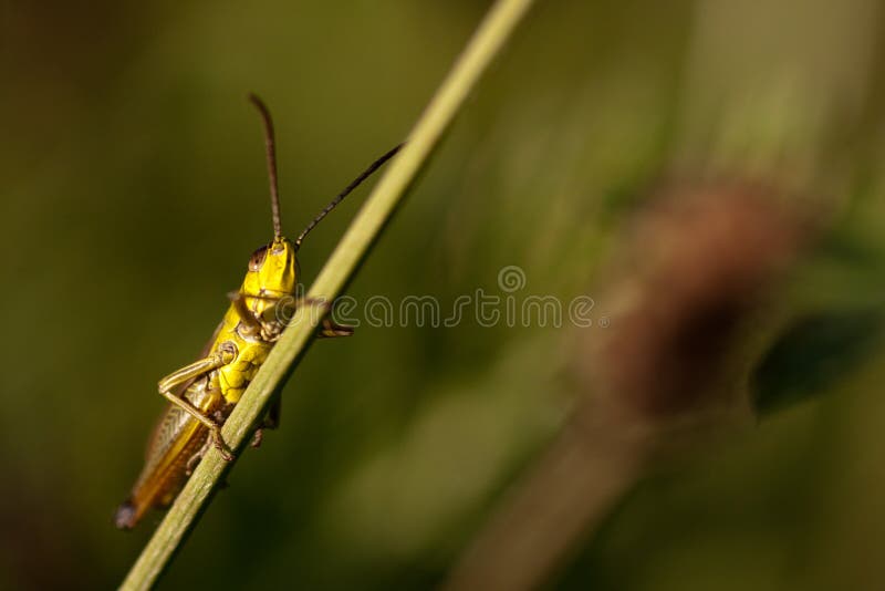 Grasshopper stock image. Image of foot, color, wild, background - 22146923