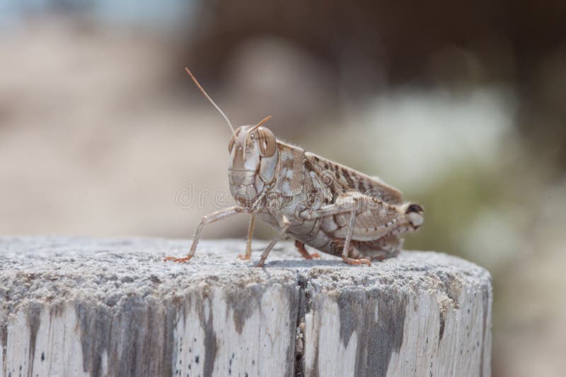 Grasshopper stock photo. Image of single, white, color - 23200928