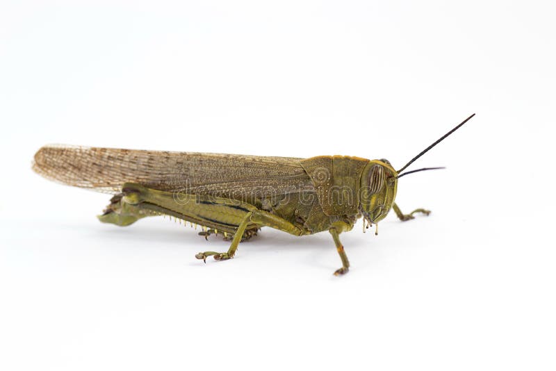 Migratory Locust, Locusta Migratoria Stock Image - Image of white ...