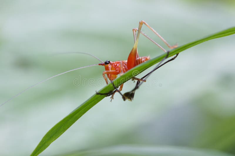 Grasshopper stock photo. Image of florida, locust, lubber - 28004318