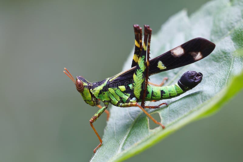 Grasshopper stock photo. Image of florida, locust, lubber - 28004318