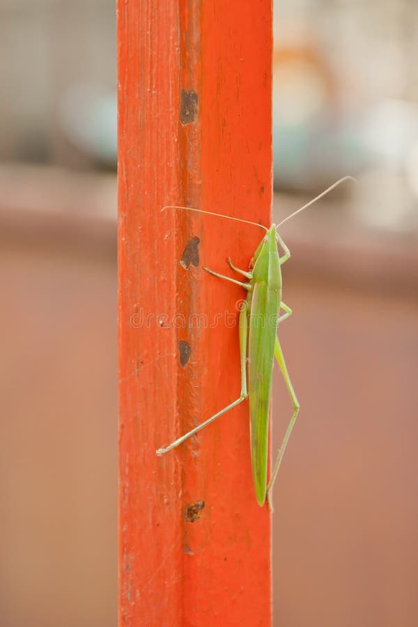 Grasshopper stock photo. Image of animal, grasp, insect - 28057752