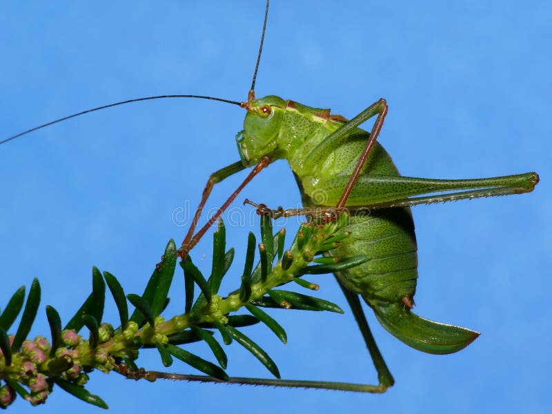 Insect, Ecosystem, Grasshopper, Invertebrate Picture. Image: 118242359
