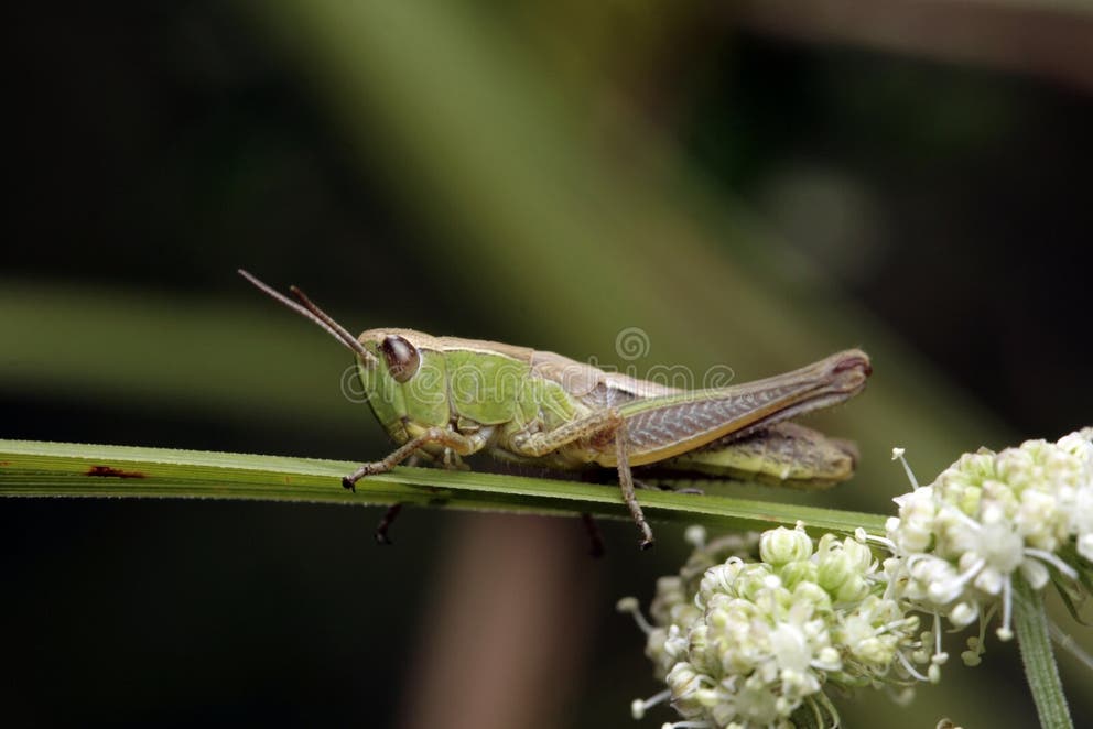 Grasshopper stock image. Image of abdomen, jump, legs - 6278617