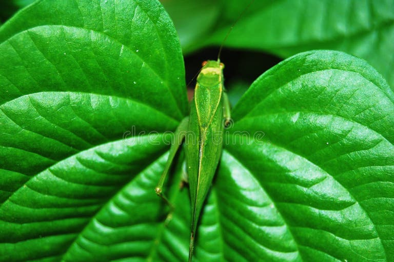 1,441 Grasshopper Bugs Life Stock Photos - Free & Royalty-Free Stock ...