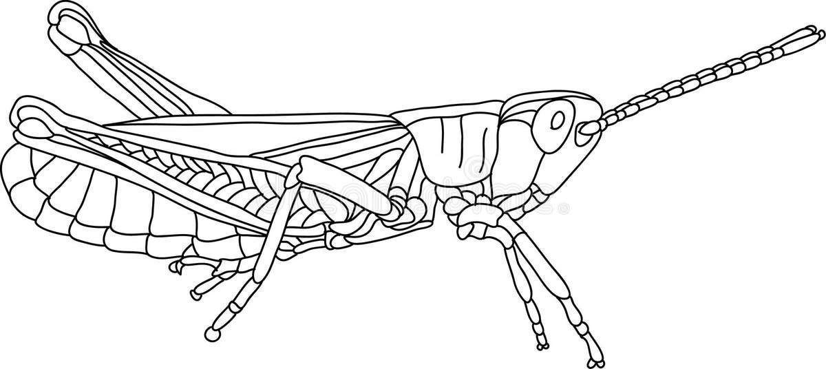 Line Grasshopper Vector Stock Illustrations – 1,820 Line Grasshopper ...