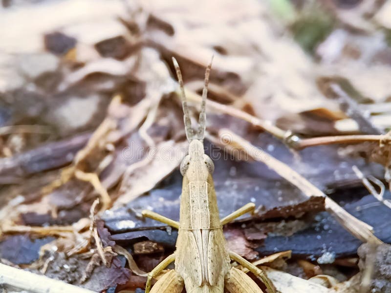 Grasshopper Above the Ground Stock Image - Image of insects ...