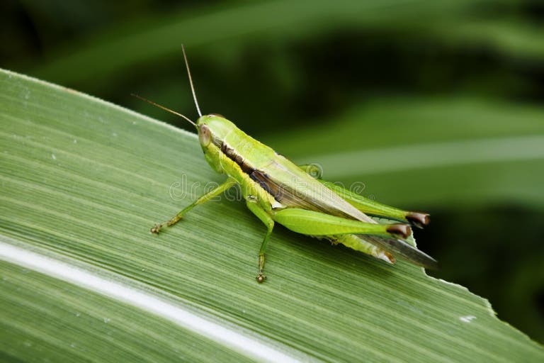 553 Alters Photo Stock Photos - Free & Royalty-Free Stock Photos from ...