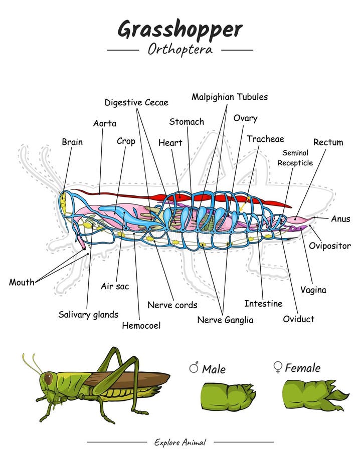 Grasshopper Anatomy Stock Vector Illustration Of Diagram 289426193