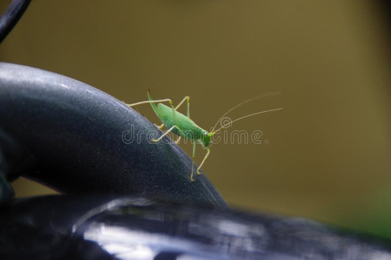 Grasshopper on bicycle stock photo. Image of natural - 121284036