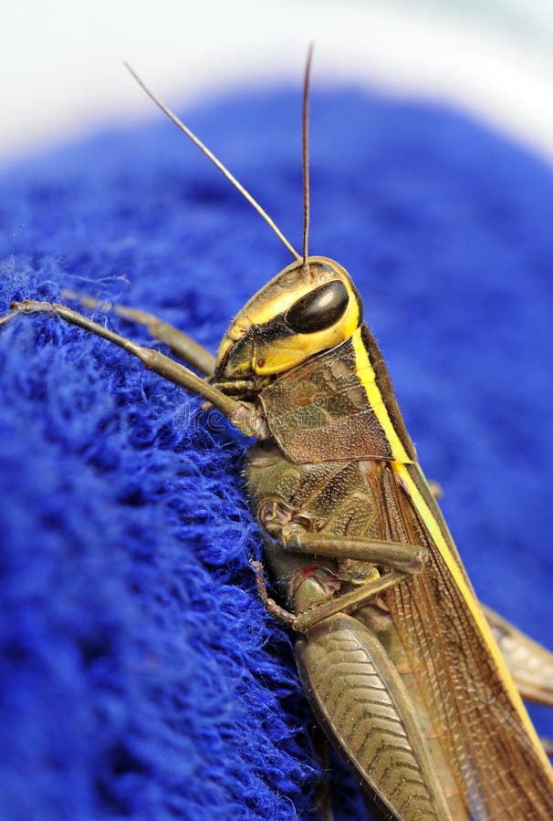 Blue Grasshopper Stock Photos - Download 1,619 Royalty Free Photos