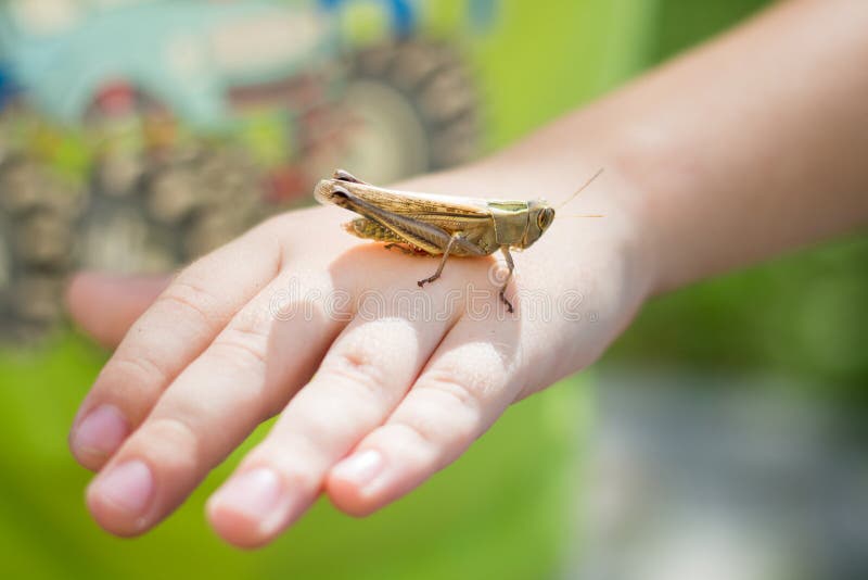 A grasshopper on a hand stock photo. Image of hands - 115238730