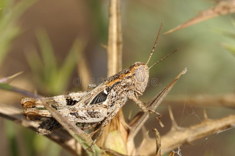 Grasshopper on a branch stock photo. Image of macro, insect - 91242478