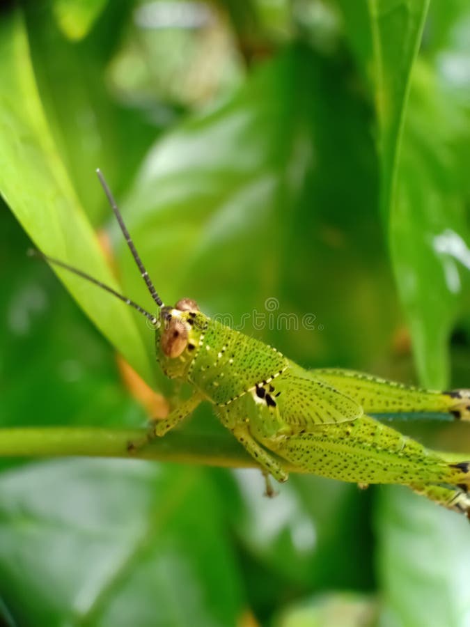 Grasshopper on a branch stock image. Image of grasshopper - 189415657