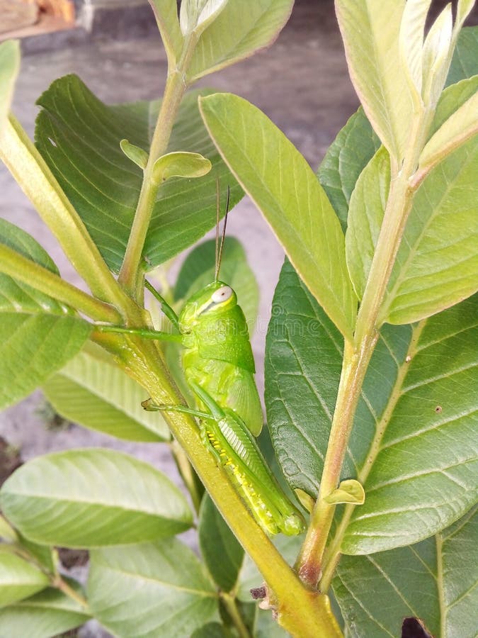 409 Guava Twig Stock Photos - Free & Royalty-Free Stock Photos from ...