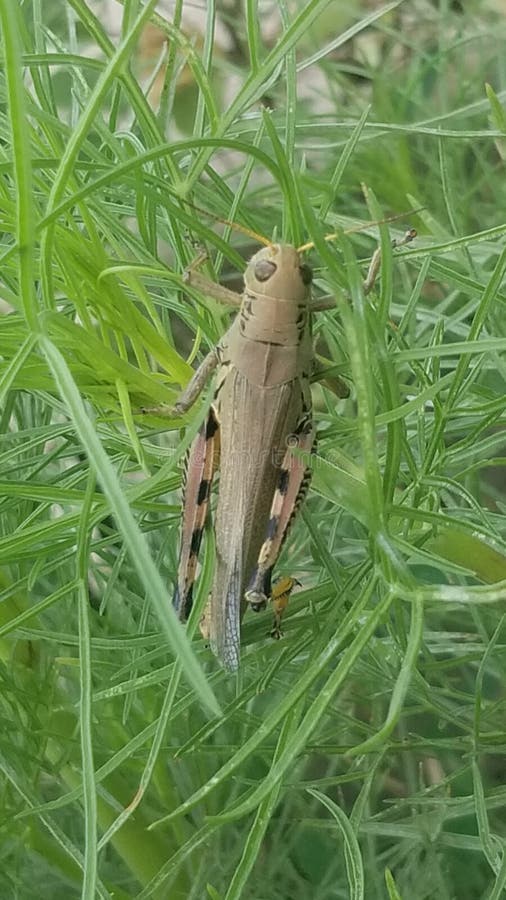Grasshopper in the Butterfly Bushes Stock Image - Image of leaf, green ...