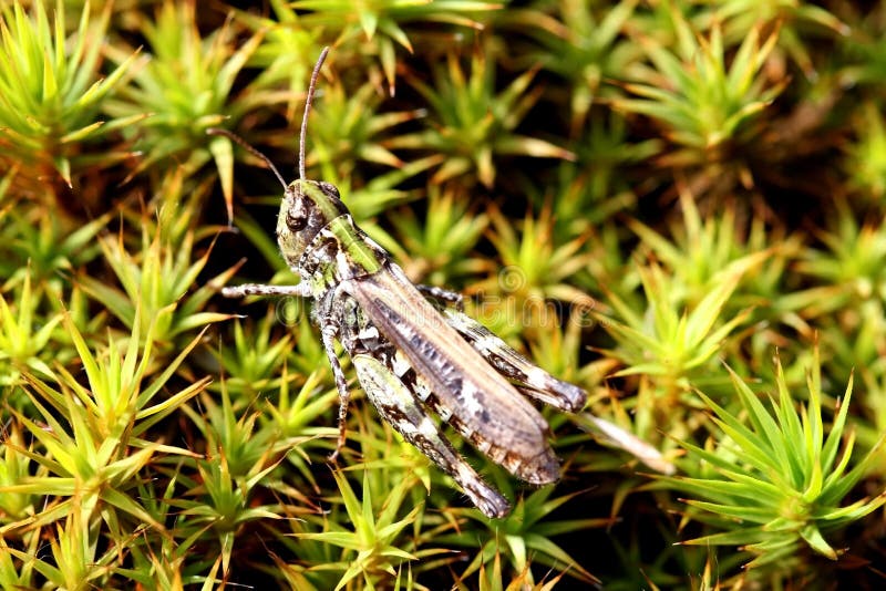 Grasshopper (Caelifera) on Green Moss Stock Photo - Image of camouflage ...