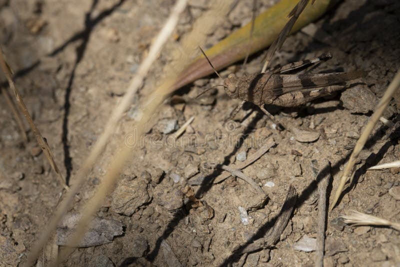 Grasshopper Camouflage on Desert Soil. Close Up Stock Photo - Image of ...