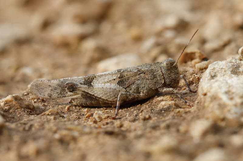 Grasshopper Camouflaged among the Soil with Focus Stacking Stock Photo ...