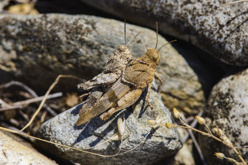 The Grasshopper that Camouflages Stock Photo - Image of person ...