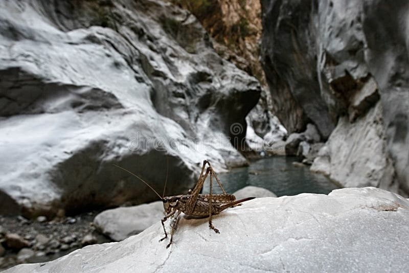 Grasshopper in the canyon stock image. Image of water - 66700147