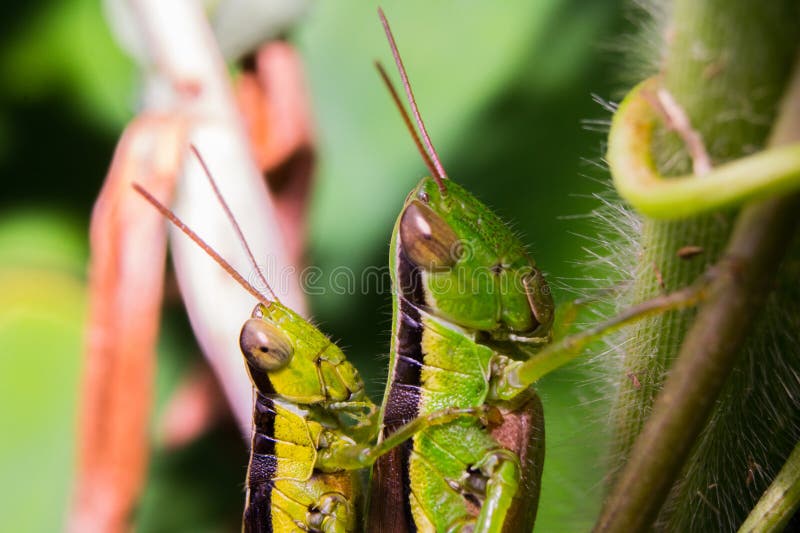 Grasshopper Carrying Junior Stock Photo - Image of locust, close: 291869270