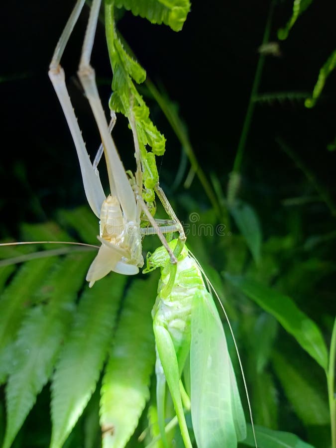 Grasshopper changing skin stock image. Image of skeleton - 266943361