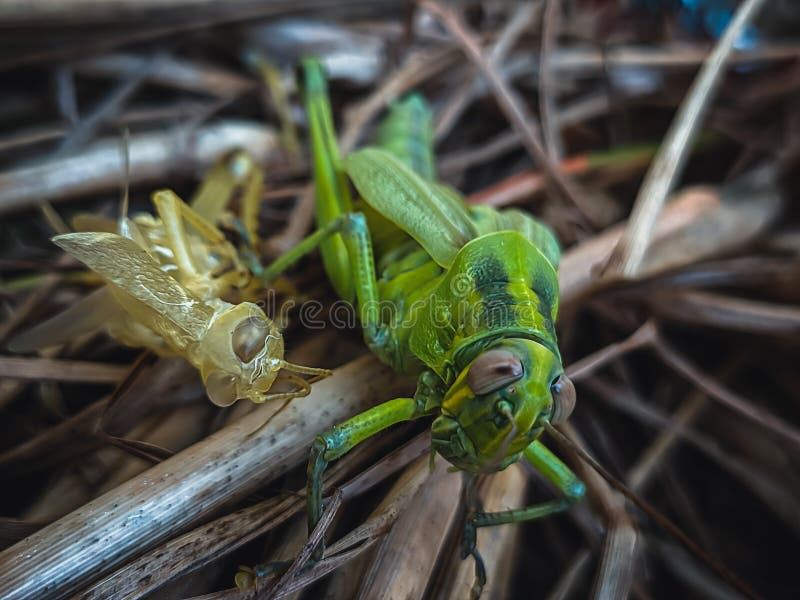 Grasshopper Changing Skin Inside the Bush Stock Photo - Image of ...