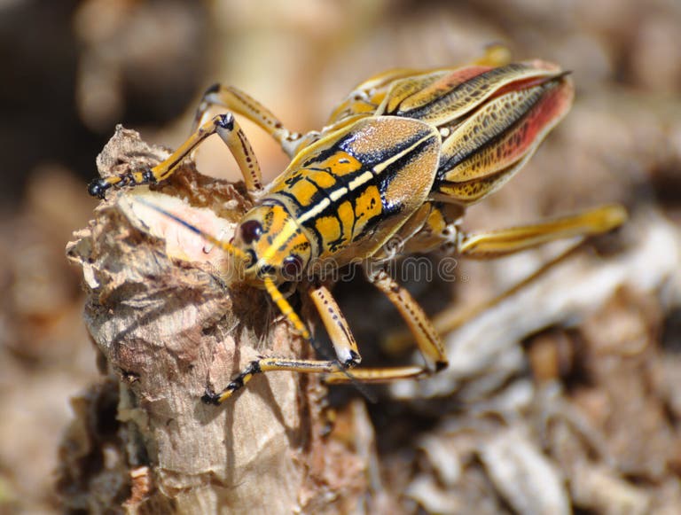 Grasshopper Chewing on a Root Stock Image - Image of critter, macro ...