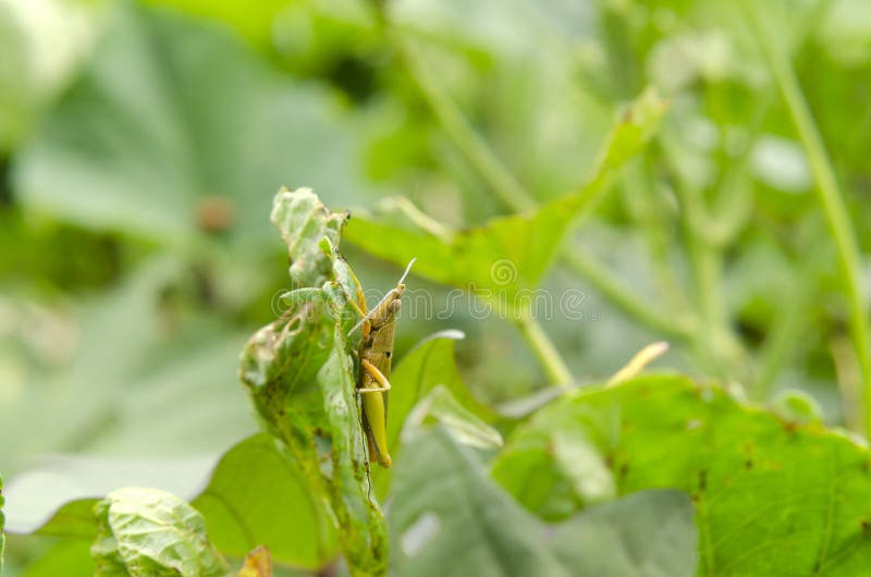 Grasshopper stock photo. Image of midday, little, chocolate - 85664976