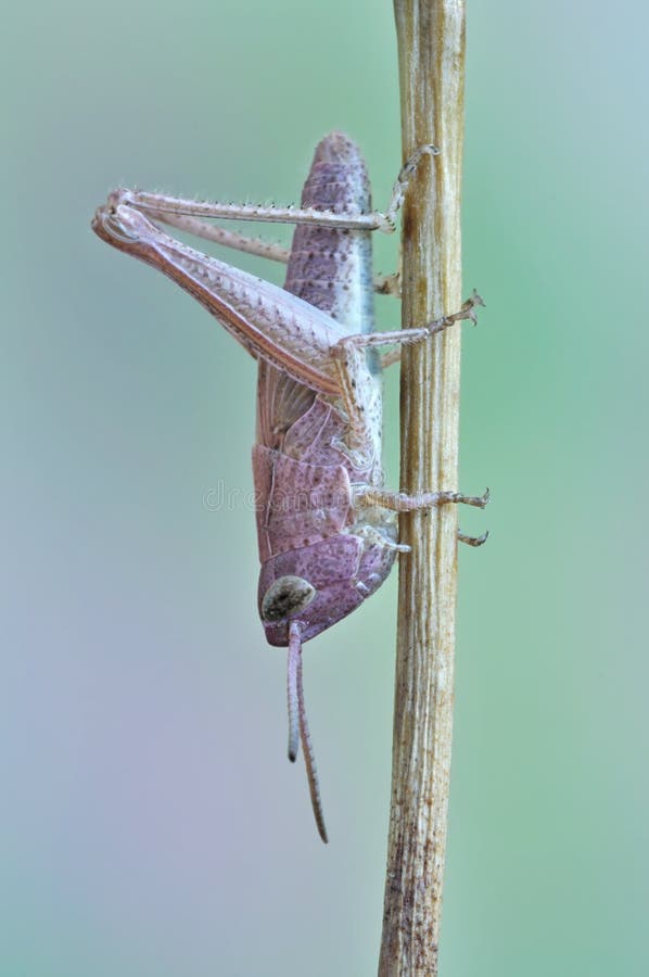 Grasshopper Chrysochraon Dispar Stock Photo - Image of leaping, fauna ...
