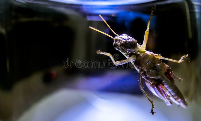 Cockroaches Grasshopper Stock Photos - Free & Royalty-Free Stock Photos ...