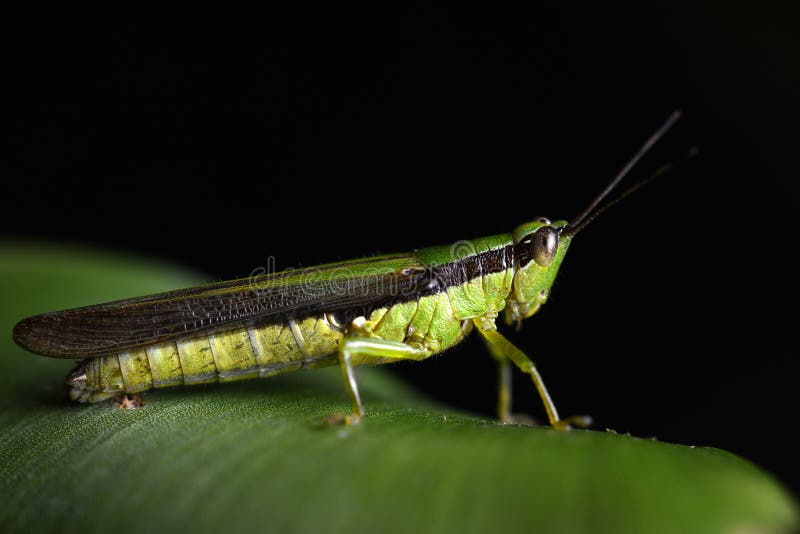 Grasshopper stock photo. Image of arthropod, natural - 47110358