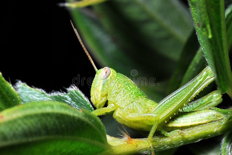 Grasshopper close up stock image. Image of eyes, garden - 12611595