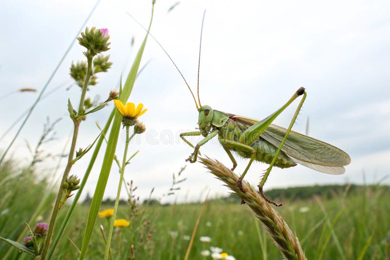 Grasshopper Close-Up stock illustration. Illustration of insect - 357738546