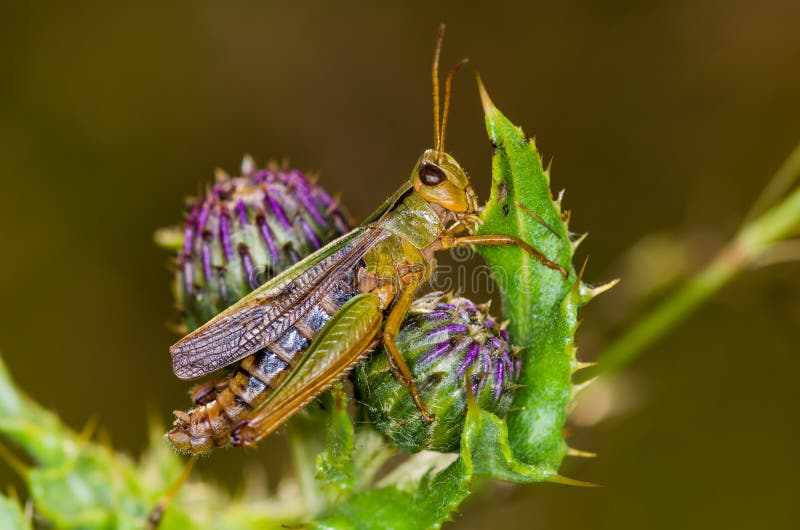 Grasshopper close-up stock photo. Image of green, grasshopper - 33600224