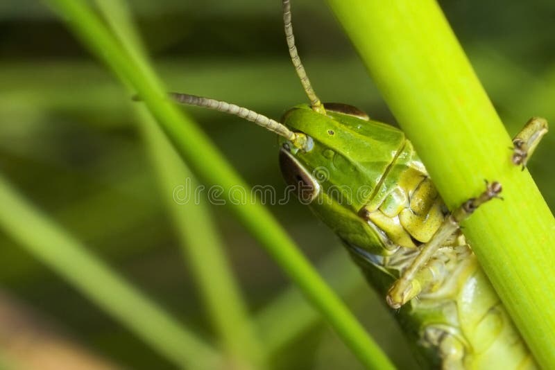 Grasshopper close up stock image. Image of stalk, stem - 37361709