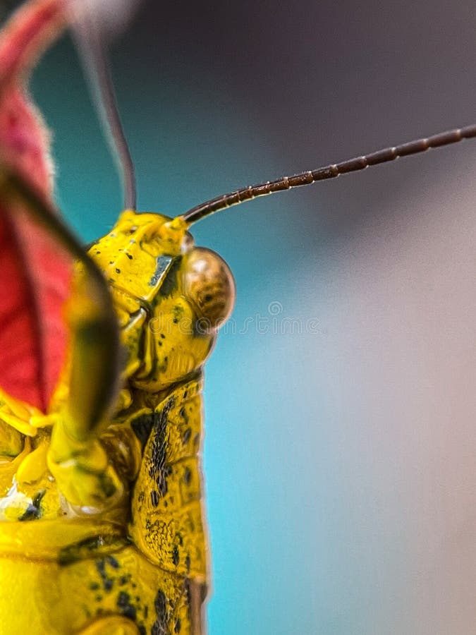 Grasshopper close up editorial stock photo. Image of close - 244640443