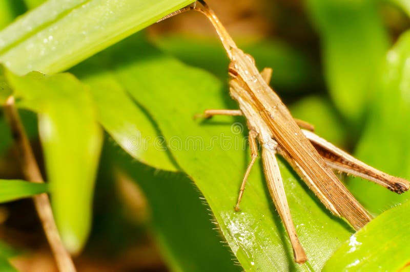Grasshopper Standing on Leaf Stock Image - Image of beautiful, black ...