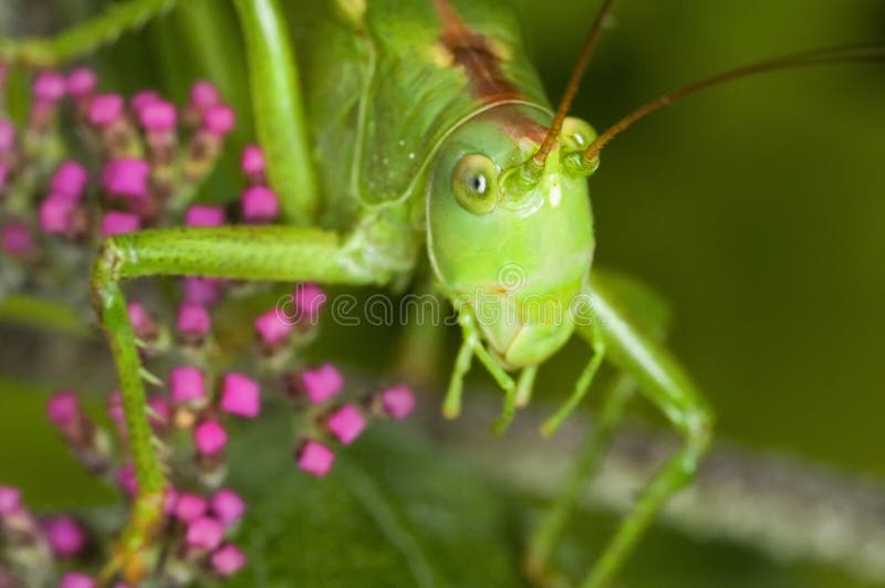 Grasshopper close up stock image. Image of grass, stem - 37350231