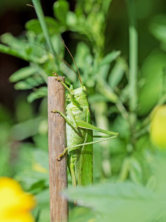 Grasshopper in a Close Up View Stock Image - Image of green, animals ...