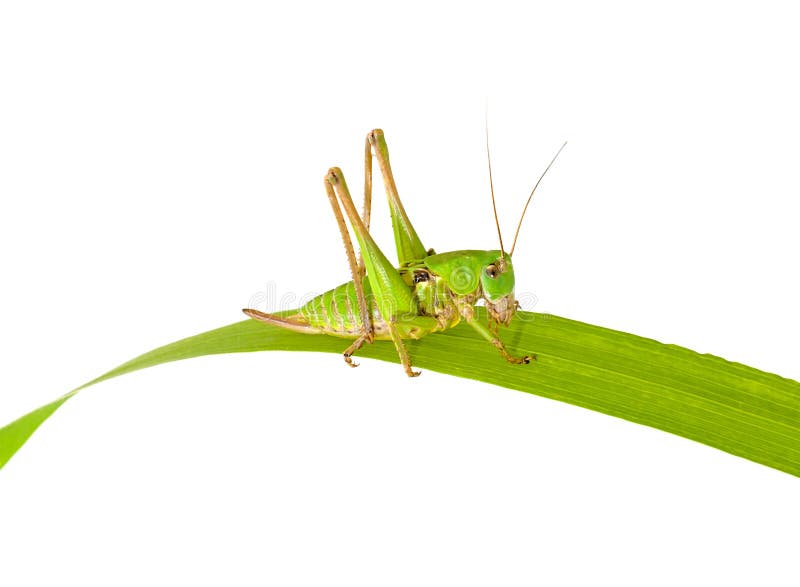 Grasshopper Closeup. Side View. Stock Photo - Image of seasonal ...