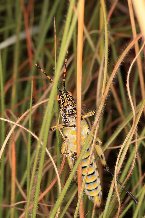 Grasshopper stock photo. Image of animal, colorful, locust - 51813966