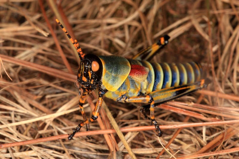Grasshopper stock image. Image of yellow, orthoptera - 51813985