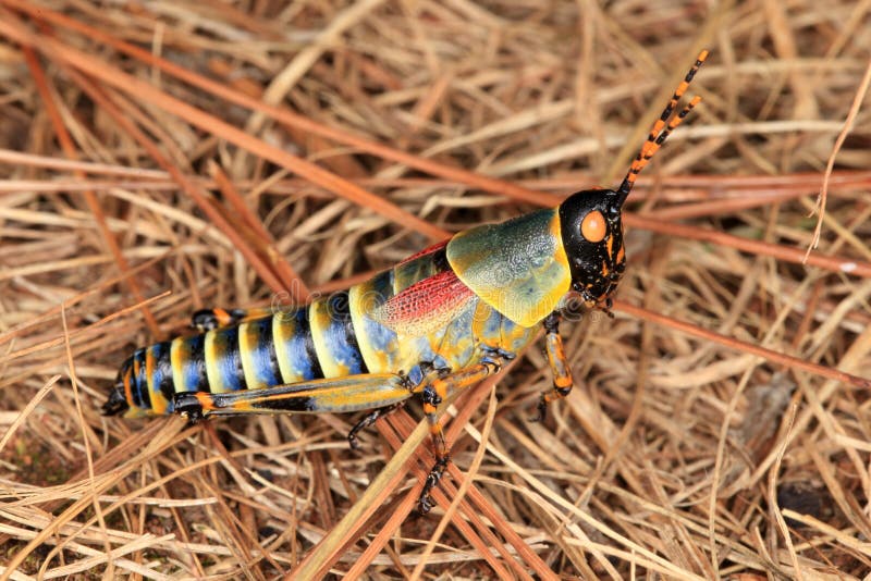 Grasshopper stock photo. Image of animal, insects, grass - 51813996