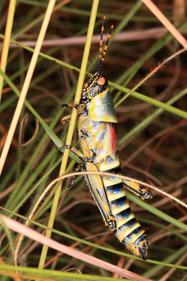 Grasshopper stock photo. Image of orthoptera, nature - 51814004
