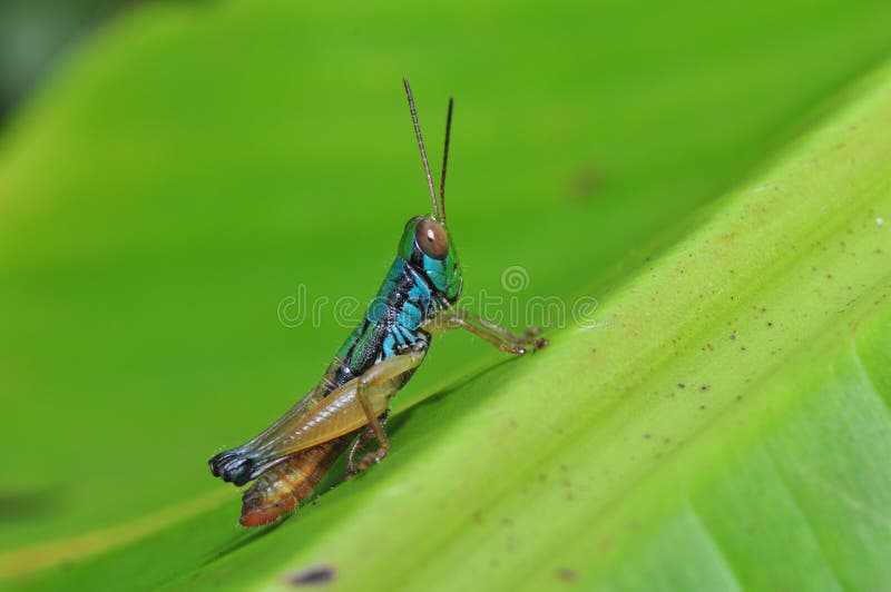 Grasshopper stock image. Image of wild, locust, closeup - 52623709