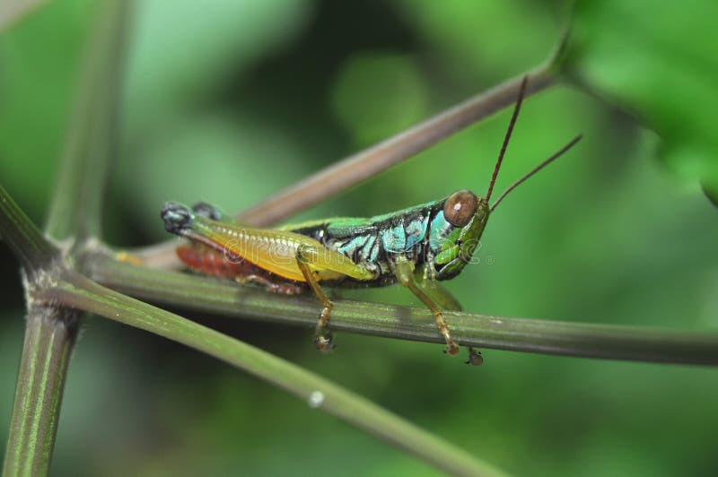 Grasshopper stock photo. Image of nature, food, wildlife - 52623720